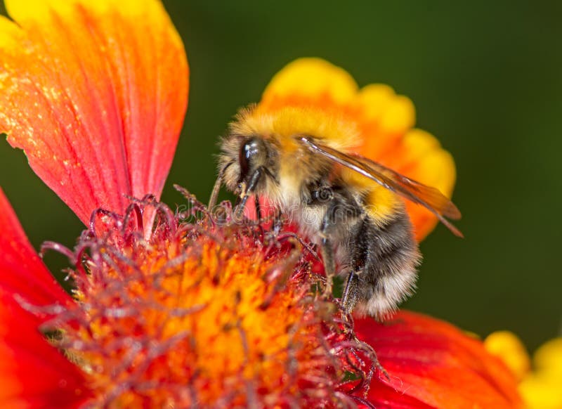 Macro Di Un Bombo Su Un Dragonflower Rosa Immagine Stock - Immagine di ...