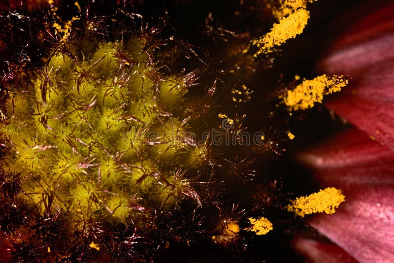 Macro Di Un Fiore, Degli Stami, Del Pistillo E Del Polline Immagine ...