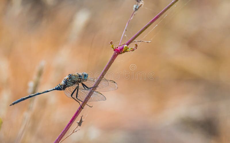 Macro of a Different-winged Dragonfly (Anisoptera) Resting on a Plant ...