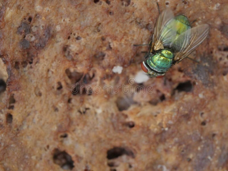 Meat fly stock image. Image of macro, housefly, detail - 264724577
