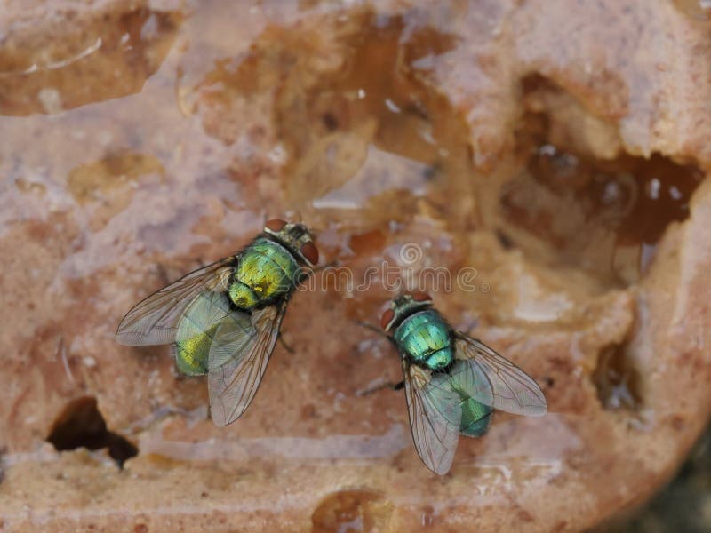 Meat fly stock image. Image of hygiene, housefly, muck - 301191749