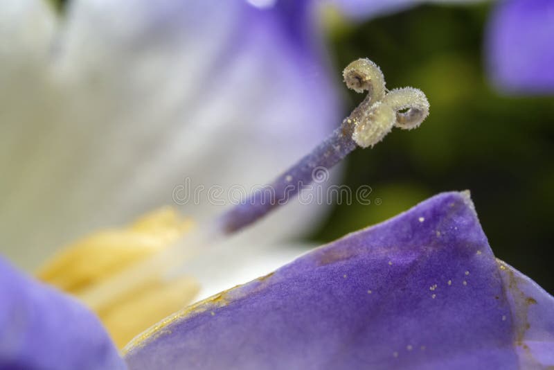 Macro Do Caule De Uma Flor Colorida Foto de Stock - Imagem de oferta ...