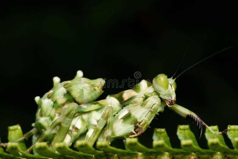 Macro Do Mantis Da Flor Do Asean Foto de Stock - Imagem de flor ...