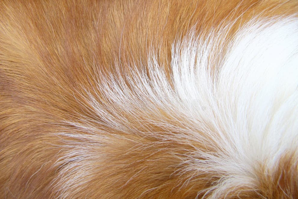 Macro Dog Hair stock photo. Image of close, border, material - 22139708