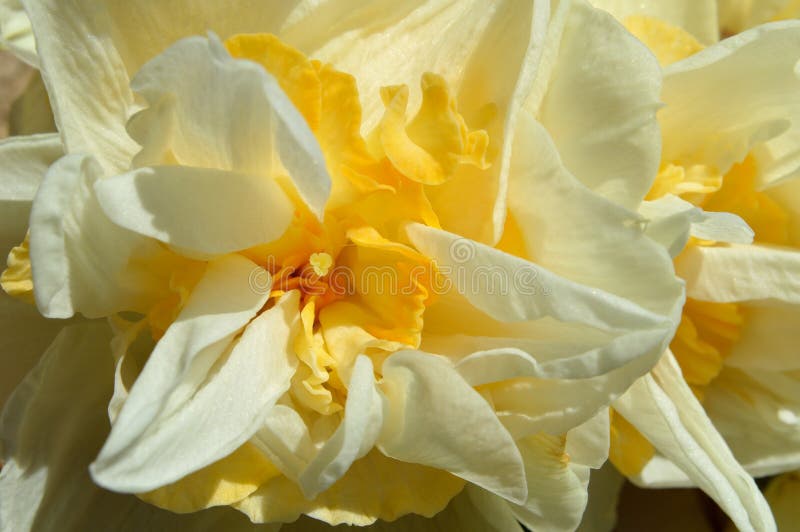 Macro Doppio Narciso Narcissus White E Fiore Giallo Immagine Stock ...