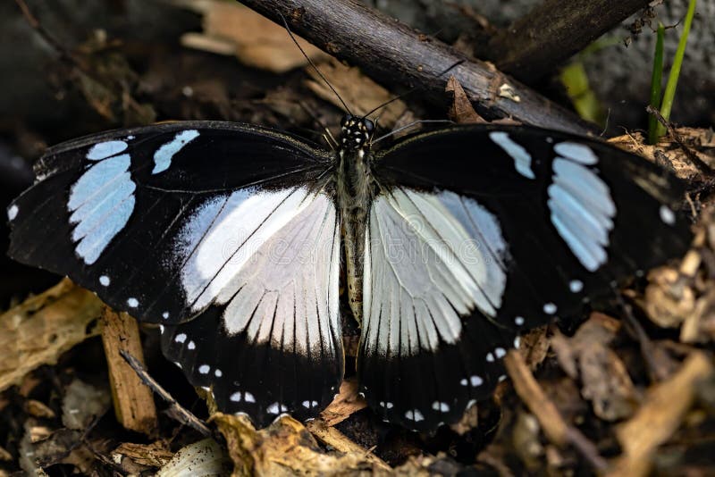 Macro of a Doris Longwing Butterfly Stock Image - Image of wallpaper ...