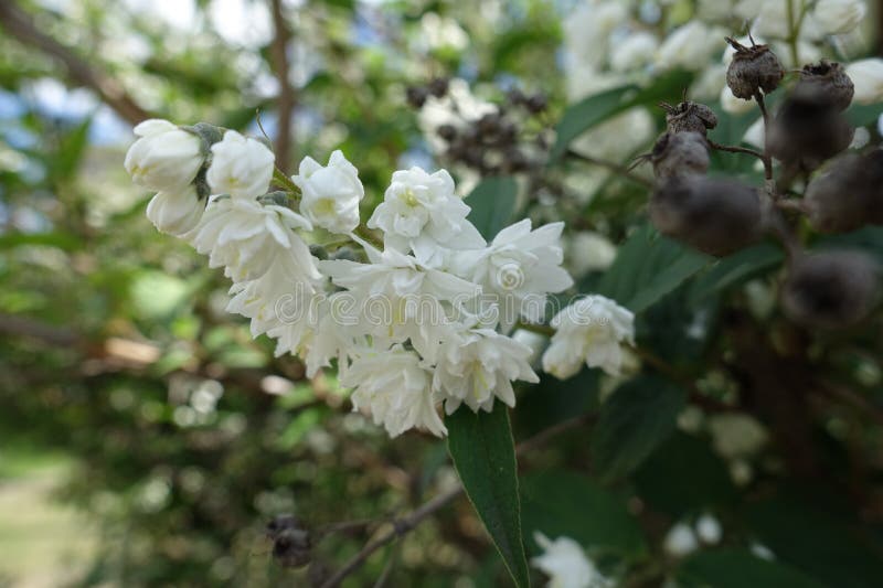 Macro of Double White Flowers of Deutzia Stock Photo - Image of bright ...