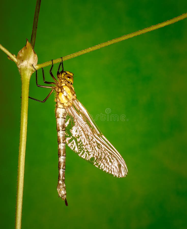 Macro of a dragnonfly stock photo. Image of green, plant - 227356170