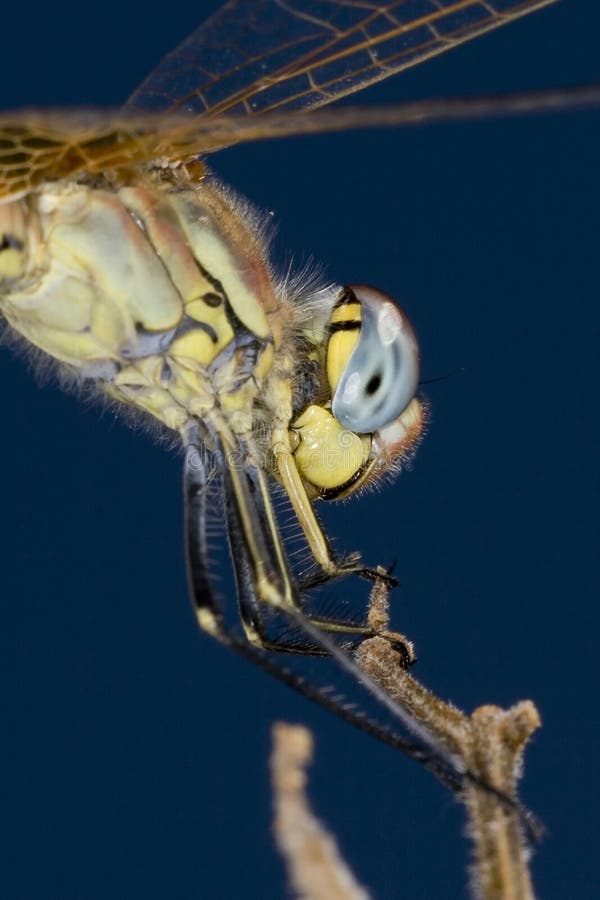 Macro Of A Dragonfly Picture. Image: 8341533