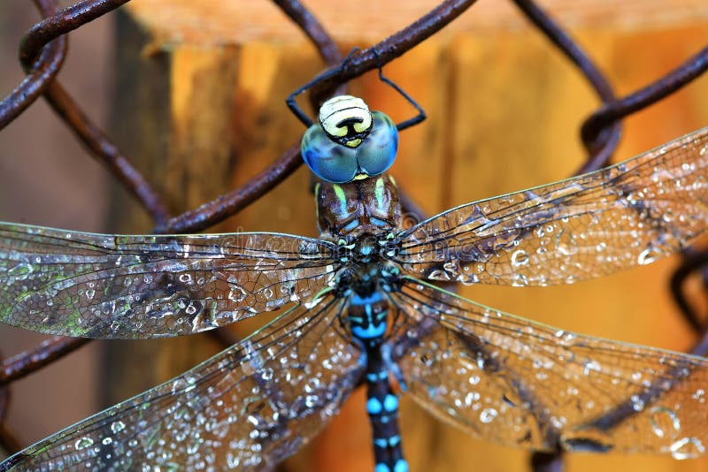 Macro of the Dragonfly with Blue Eyes Stock Image - Image of insect ...