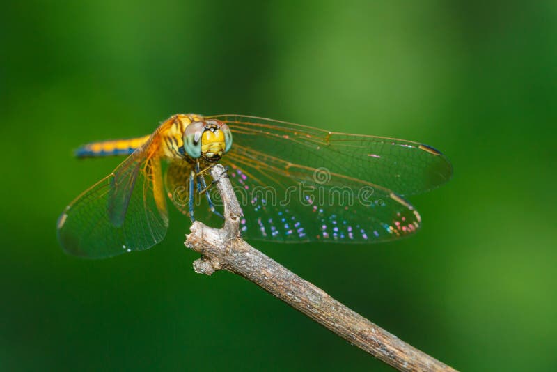 Macro Dragonfly,Dragonfly. stock photo. Image of creature - 77245058