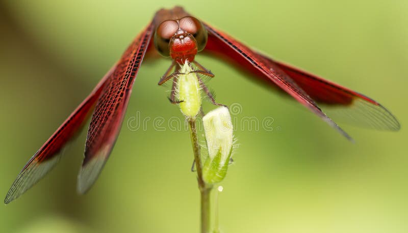 Macro of Dragonfly Facing Camera Stock Photo - Image of creature, brown ...
