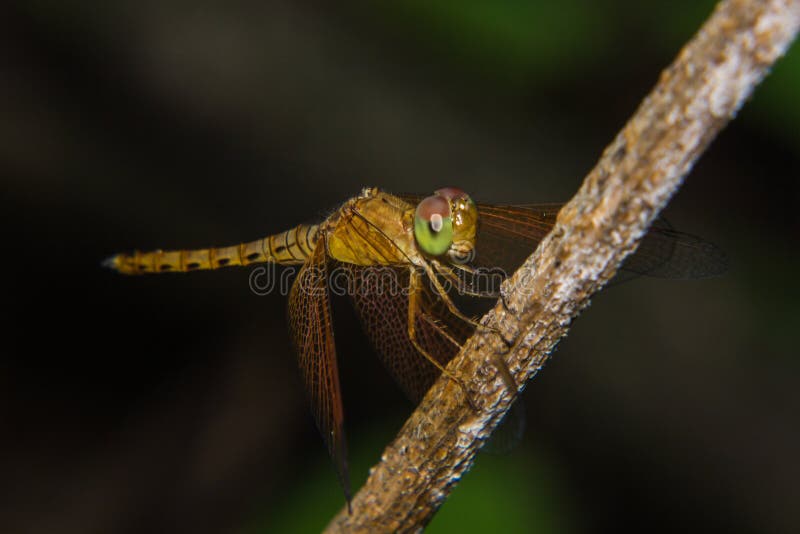 Dragonfly on the Nature, Macro Stock Photo - Image of fauna, insect ...