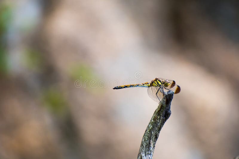 Macro of a Dragonfly Perched. Stock Image - Image of wildlife, wings ...