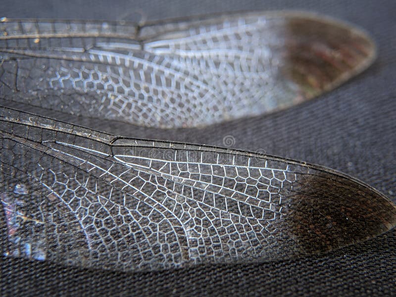 Macro of Dragonfly Wings on Black Backdrop Texture Stock Photo - Image ...
