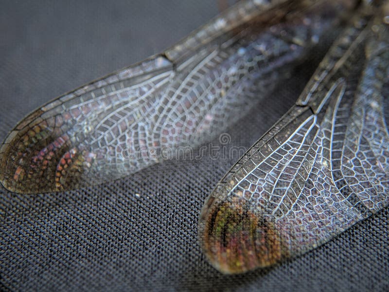 Macro of Dragonfly Wings on Black Backdrop Texture Stock Image - Image ...