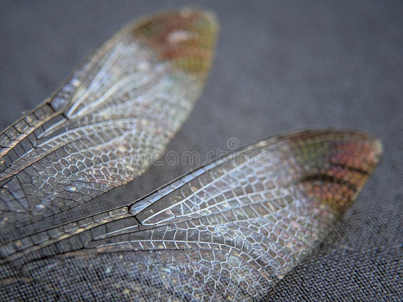 Macro of Dragonfly Wings on Black Backdrop Texture Stock Image - Image ...