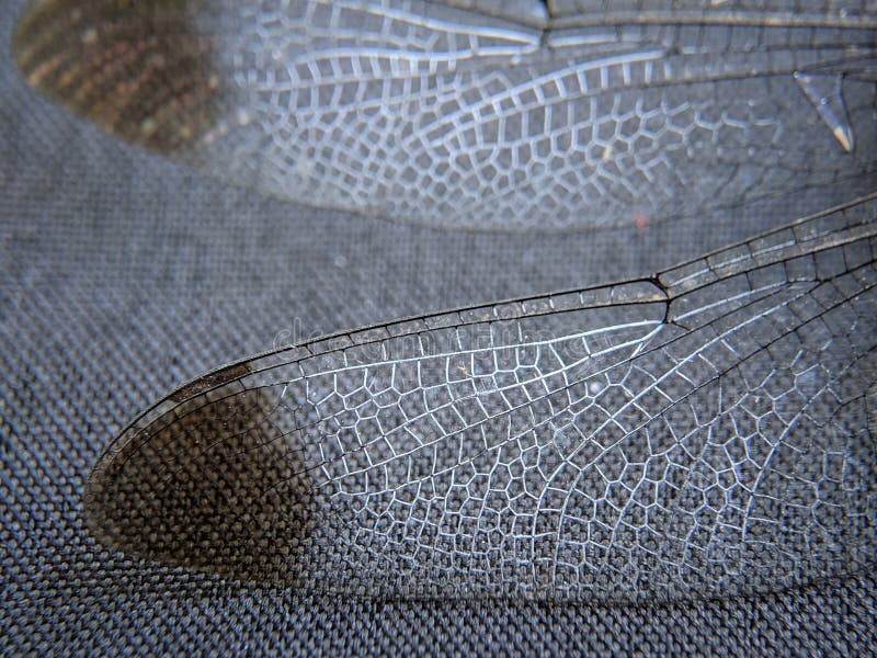 Macro of Dragonfly Wings on Black Backdrop Texture Stock Image - Image ...