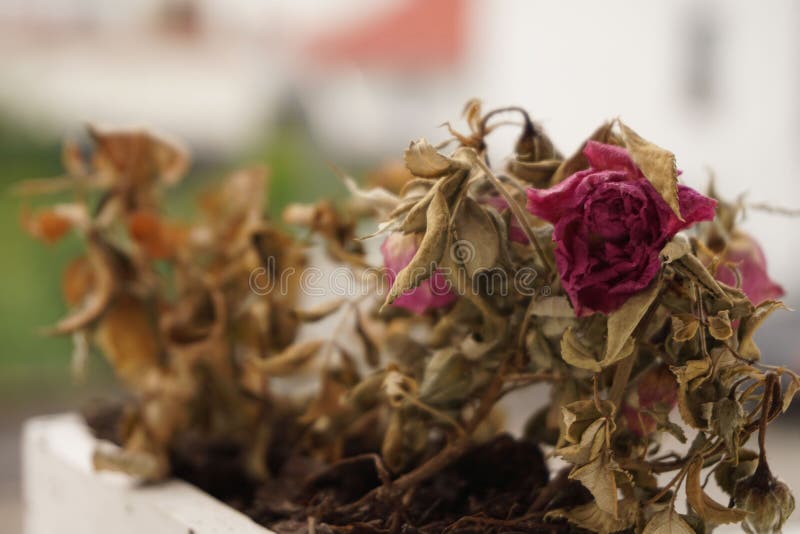 Macro of Dried Roses on a Windowsill Stock Image - Image of organic ...