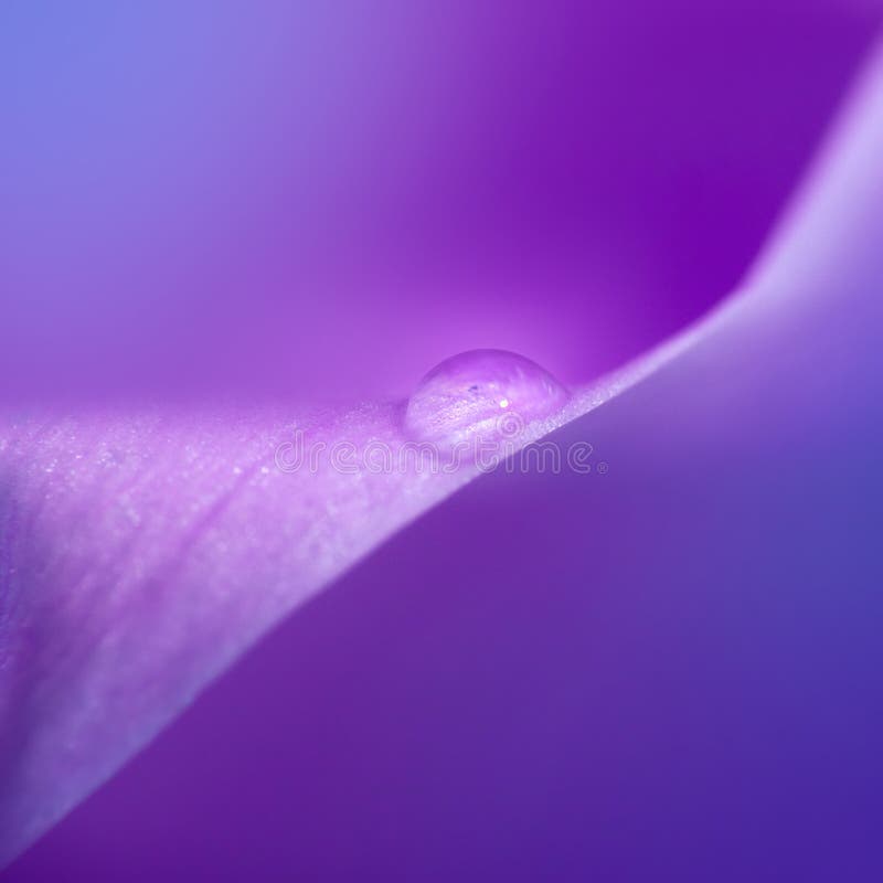 Macro drop stock photo. Image of flower, petal, pink - 13024190