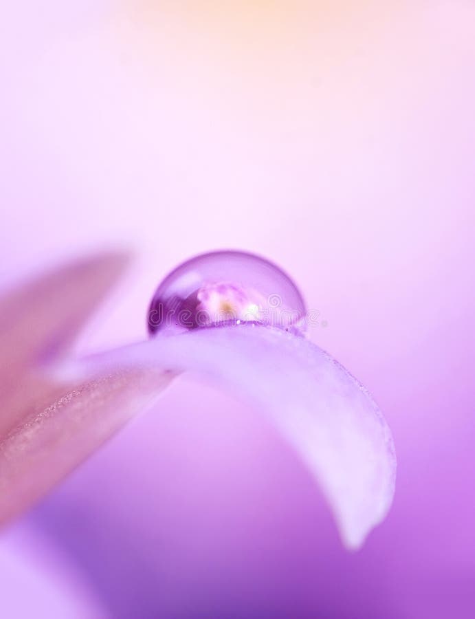 Macro drop stock image. Image of flower, magenta, petal - 13024197