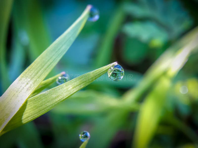 Macro drop stock image. Image of macro, nature, colseup - 114888179