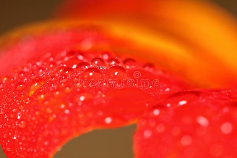 Drop and Red Beautiful Flower in Nature for Beautiful Background Stock ...