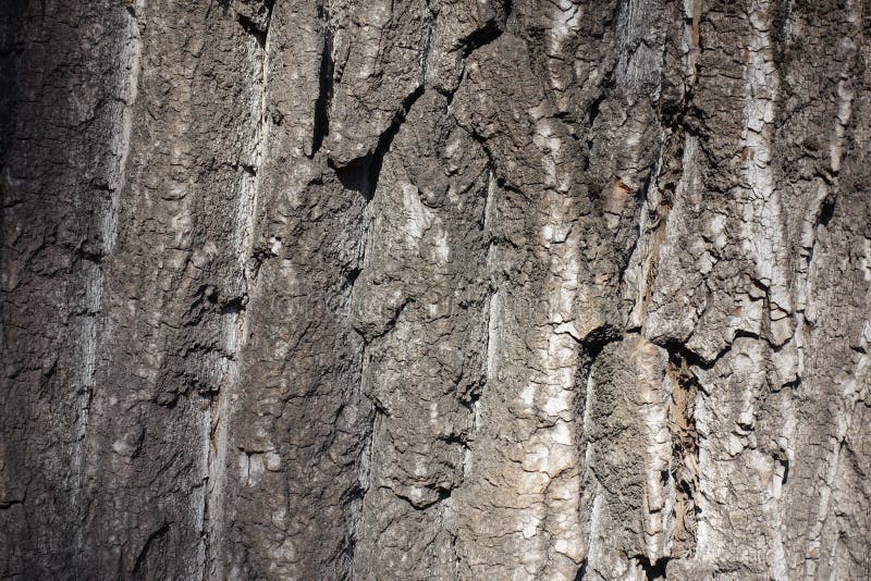 Macro of Dry Bark of Field Elm Stock Photo - Image of botany, forest ...