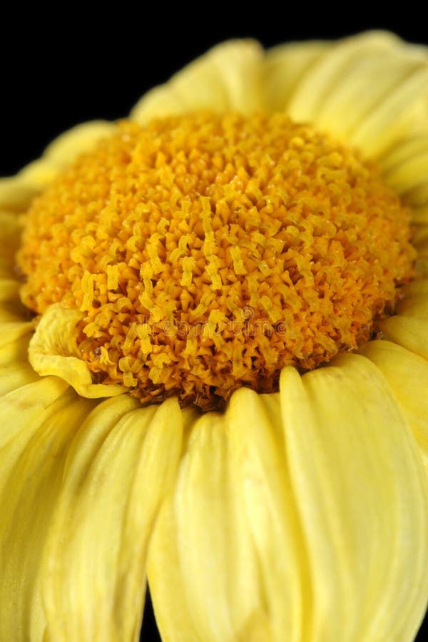 Macro of a dry daisy stock image. Image of daisy, blooming - 11256409
