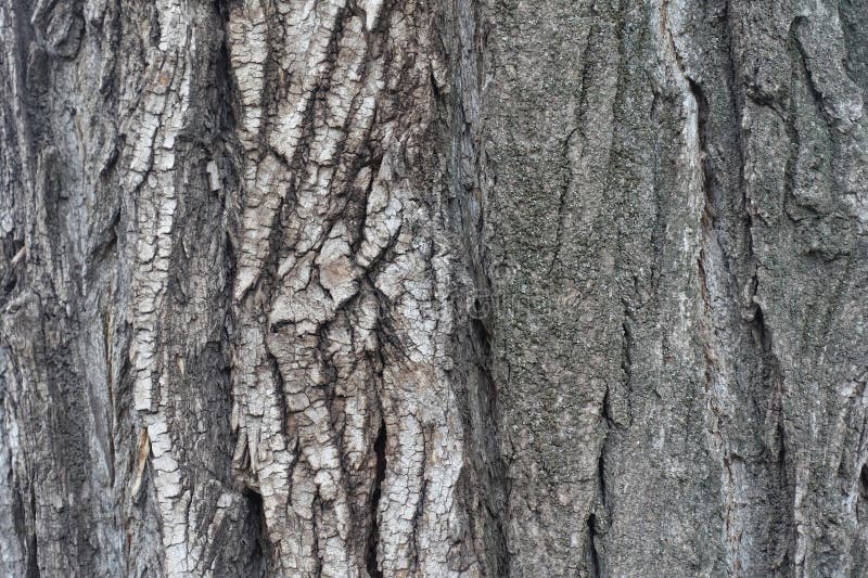 Macro of Dry Grey Bark of Cottonwood Poplar Stock Photo - Image of bark ...