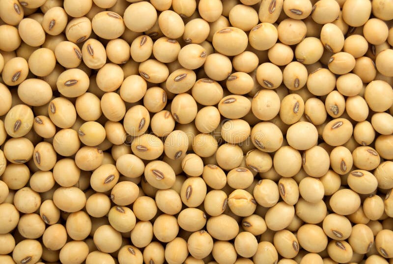 Macro of Dry Organic Soya Beans Stock Image - Image of lentils, soybean ...