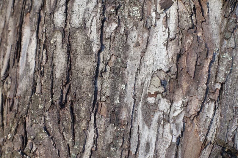 Macro of Dry Scaly Bark of Oleaster Stock Image - Image of stem, gray ...