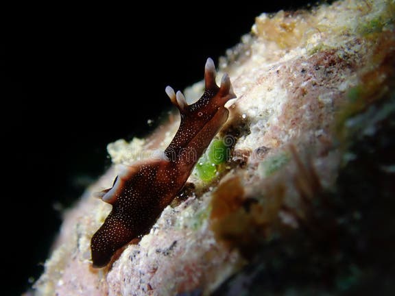 Macro of a Dwarf Sea Hare Underwater Stock Photo - Image of dwarf ...