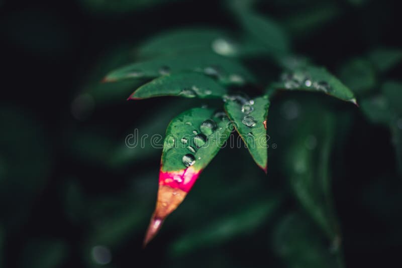 Leaf Catching Rain after Thunder Storm Stock Photo - Image of leaf ...
