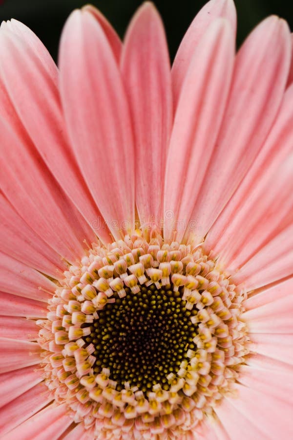 Macro E Vertical De Uma Flor De Margarida Rosa Imagem de Stock - Imagem ...