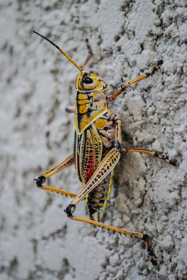 Macro of an Eastern Lubber Grasshopper (Romalea) on a Stone Wall Stock ...