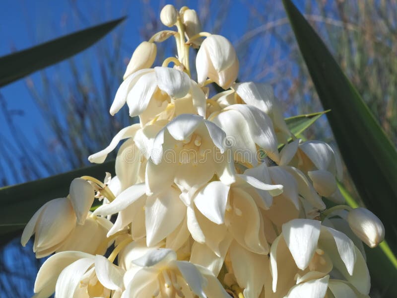 Macro of the Edible Blossoms of a Yucca Palm Plant Stock Image - Image ...