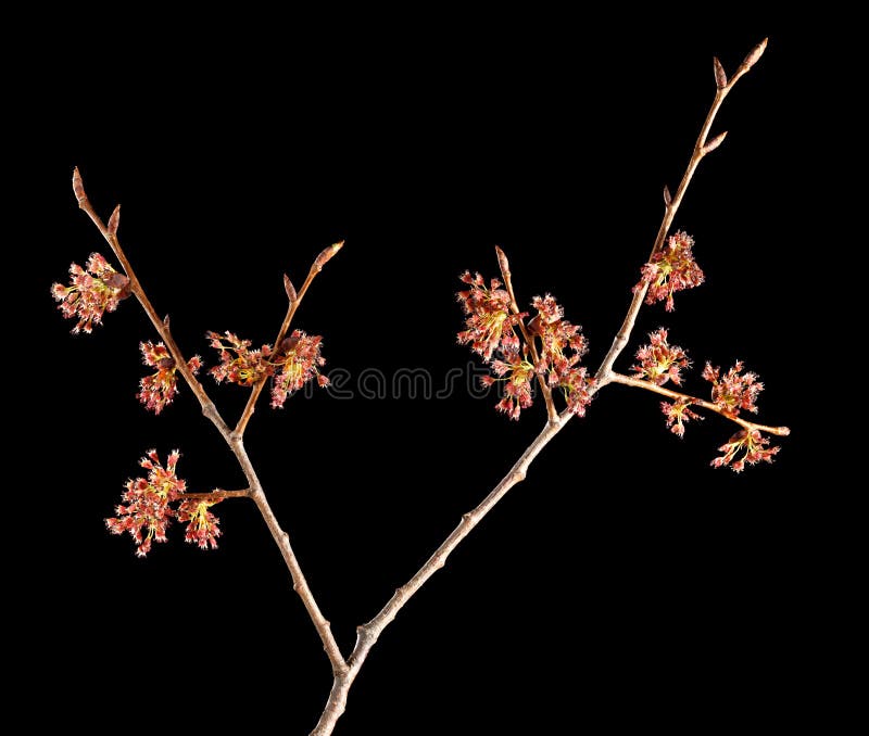 Macro of elm flowers stock image. Image of seasonal - 156837547