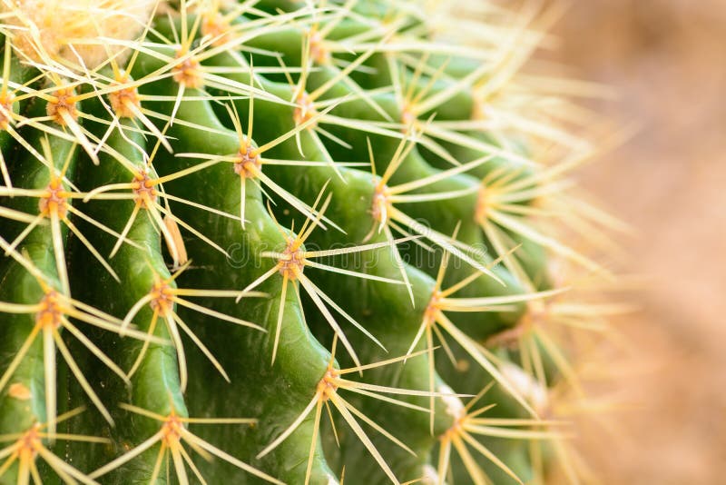 Espinas en un cactus imagen de archivo. Imagen de piedra - 137510427