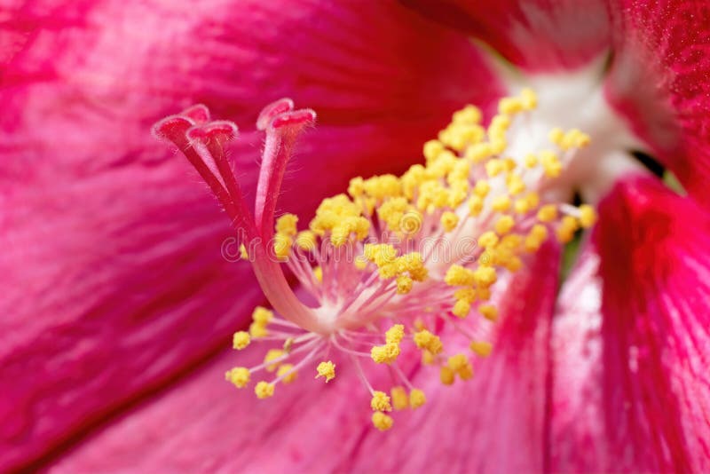 Macro of the End of the Rod in a Blooming Red Hibiscus Flower Stock ...