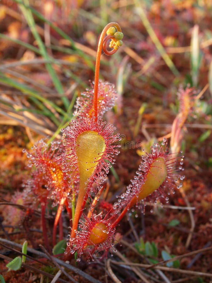 Sundew stock image. Image of carnivorous, flower, leaf - 13602453