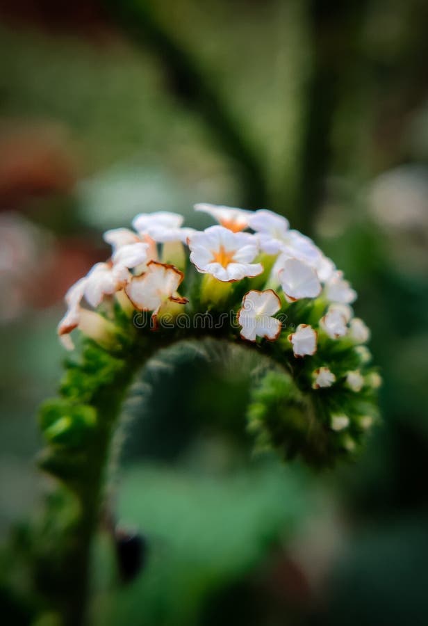 In Macro Everything Seems Beautiful. Stock Image - Image of flower ...