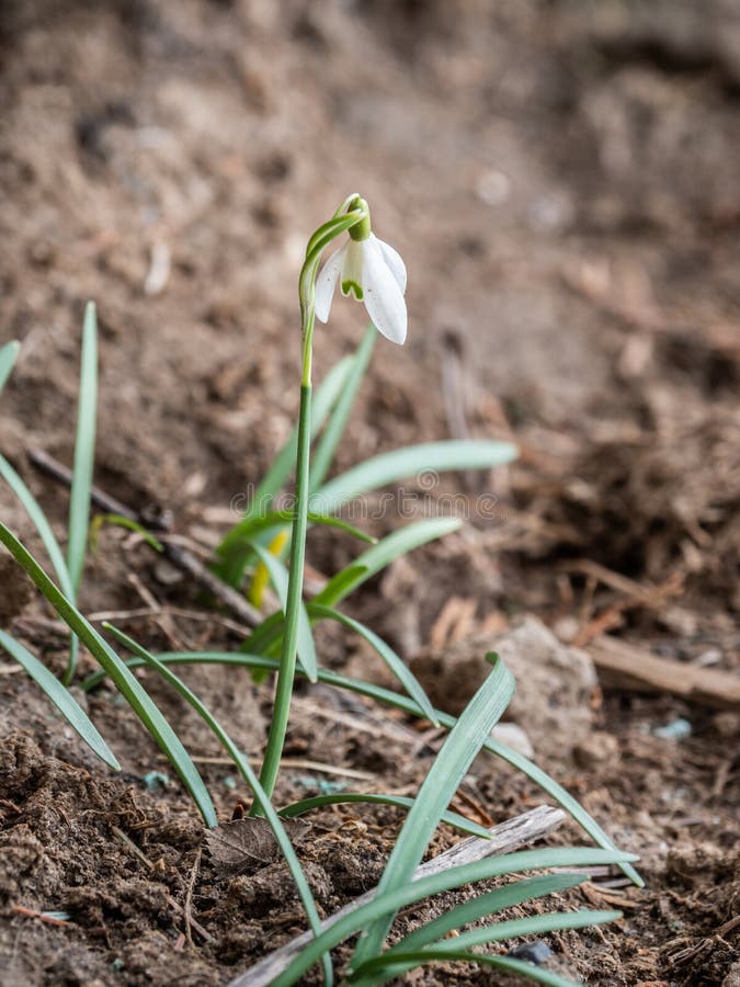 Macro, Extreme Close-up with Snowdrops in Garden Stock Photo - Image of ...