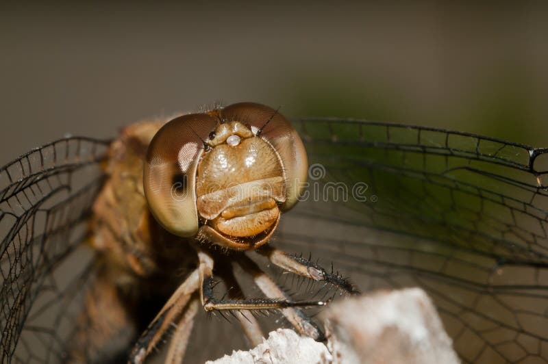 Macro Extreme Dragonfly. Eyes. Head. Stock Photo - Image of dragonfly ...