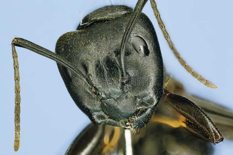 Formiga Vista Por Microscópio Imagem de Stock - Imagem de inseto, praga ...