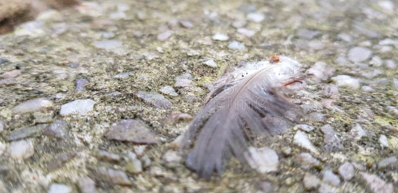 Macro feather on floor stock photo. Image of shot, feather - 167350998