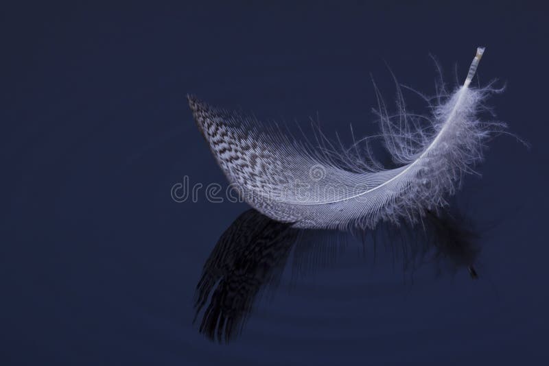Feather reflections stock image. Image of wing, nature - 10321663