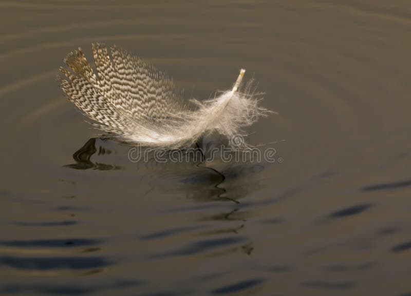 Macro of Water Drop on White Feather Detail Stock Image - Image of ...