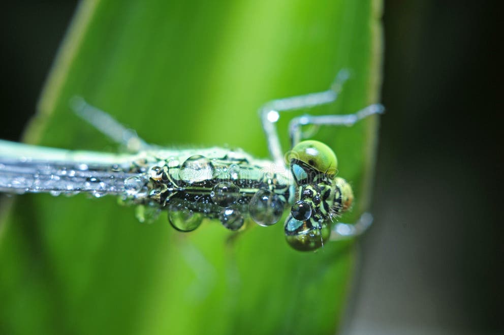 The Macro Features of Dragonflies Stock Photo - Image of tail, common ...
