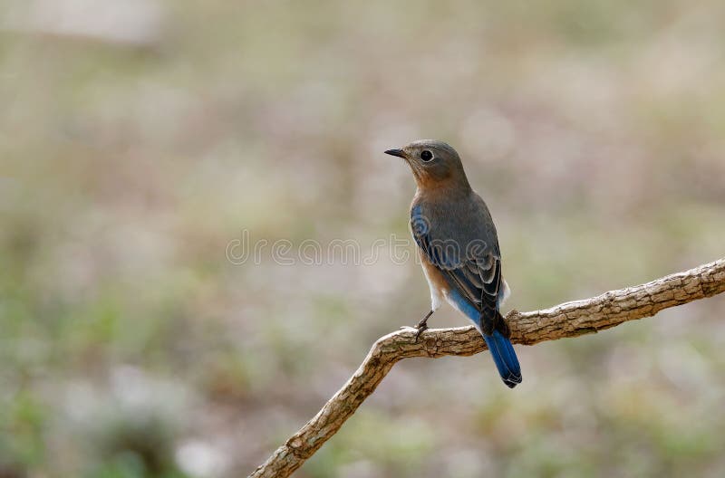 Macro of a Female Eastern Bluebird on a Tree Branch Stock Photo - Image ...
